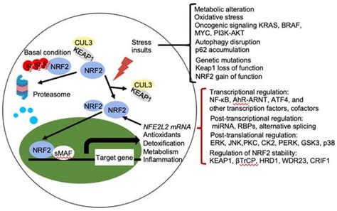 Nrf2 Encyclopedia Mdpi