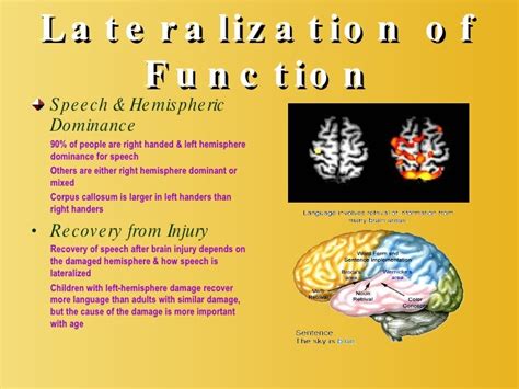Chapter 14 Lateralization And Language
