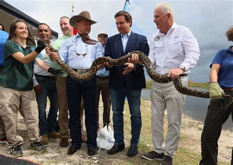 ron desantis kicks off florida s annual python challenge