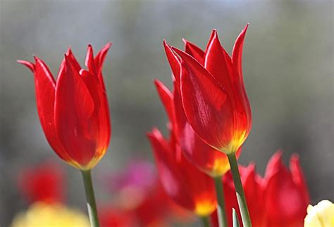 All Reddy Photograph By Monnie Ryan Fine Art America