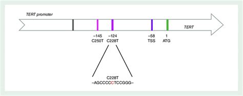 Schematic Representation Of The Tert Promoter With The Localizations Of
