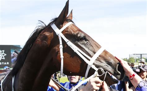 winx s brother killed for meat despite export as a thoroughbred report