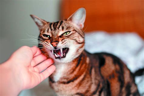Understanding The Aggressive Cat Tufts Catnip