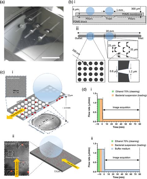 Structure And Operation Of The Microfluidic Chip A Picture Of The