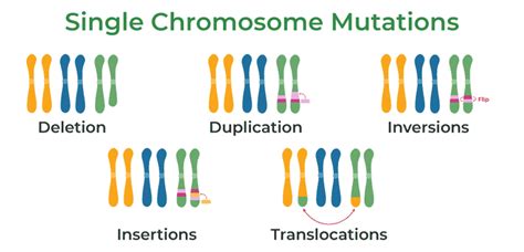 Chromosomal Disorders Principles Of Inheritance And Variation Class12