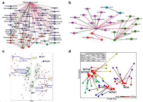 Network Analyses Of Microbiome And Host Metabolic Phenotype