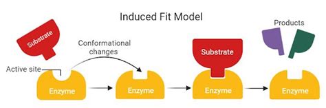 Induced Fit Model Of Enzyme Action Enzymes Active Site Fitness Models