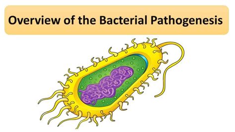 Overview Of The Bacterial Pathogenesis Microbiology Notes