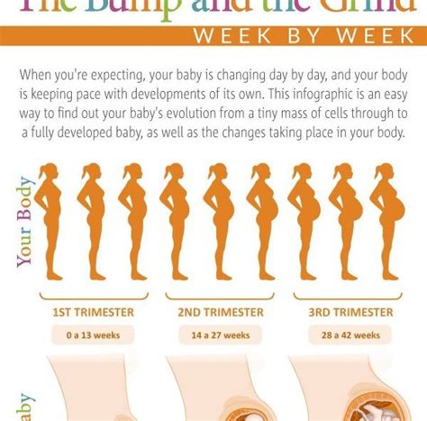 Pregnancy Week By Week Chart
