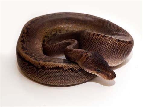 gold dust morph list world of ball pythons ball
