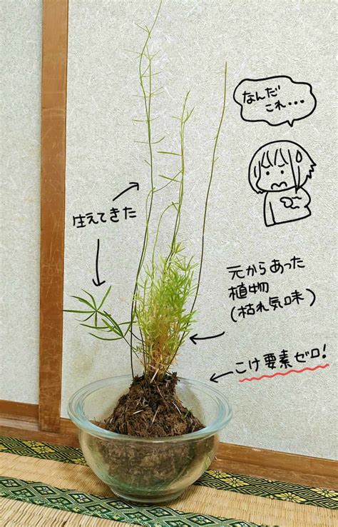 授業で苔玉を作ってきた次女 自宅で育てていたら想定外の姿に… 【4人の子ども育ててます 第140話】：マピオンニュース