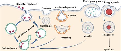 Ijms Free Full Text Insights Of Endocytosis Signaling In Health And