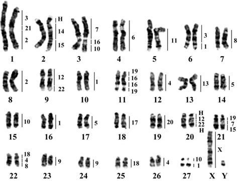 g banded karyotype of g variegatus 2n 56 gva with a summary of
