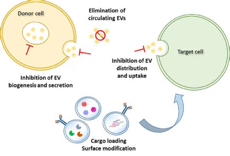 Schematic Representation Of Ev Based Strategies For Csc Targeting And