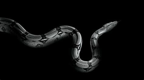 【ほとんどのダウンロード】 python 壁紙 pc、android iphoneの壁紙