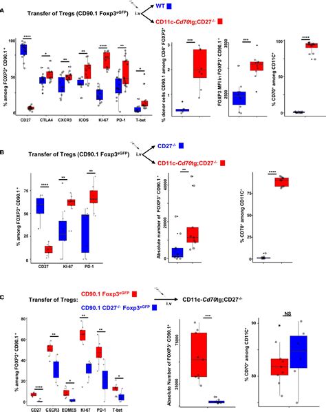 Frontiers Chronic Cd27 Cd70 Costimulation Promotes Type 1 Specific