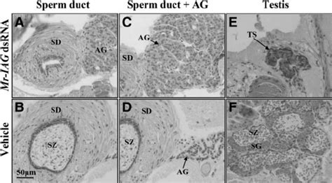 Representative Dorsoventral Hematoxylin And Eosin Stained Sections In