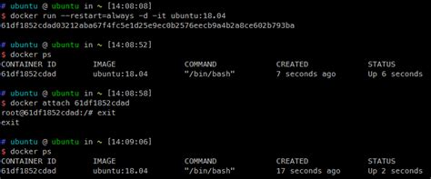 docker run image and attach bash about dock photos