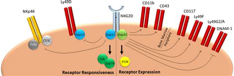 Frontiers Nkg2d A Master Regulator Of Immune Cell Responsiveness