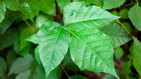 How To Identify And Treat Poison Ivy Popular Science