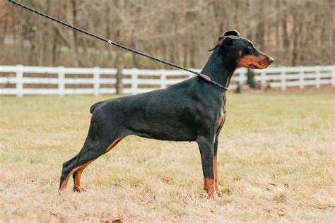 Females Royal Rock Dobermans