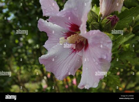 Pink Syriacus Flower Named As Hibiscus Syriacus Or Rose Of Sharon Also