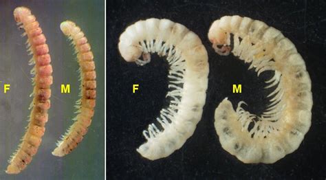 external anatomy of polydesmida sex differences