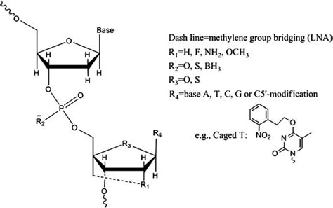 Commonly Used Nucleotide Modifications In Aptamer Structures