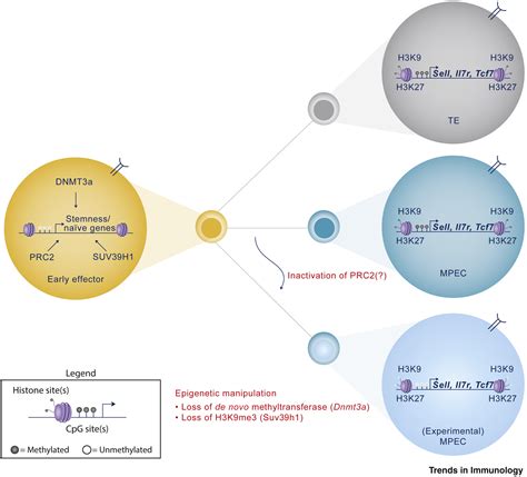 Stem Effector And Hybrid States Of Memory Cd8 T Cells Trends In