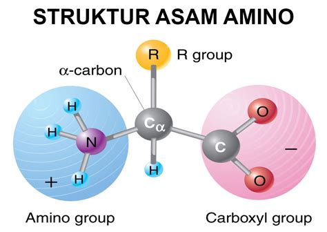 Fungsi Protein Pengertian Dan Contoh Protein Amino Esensia Asam