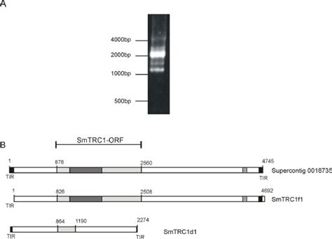 Smtrc1 Elements A Agarose Gel Electrophoresis Of Typical Pcr