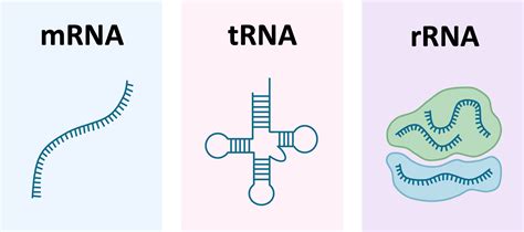 Types Of Rna