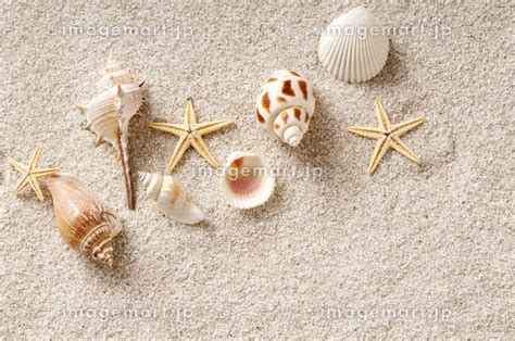 砂浜の貝殻の写真素材 [24218388] イメージマート
