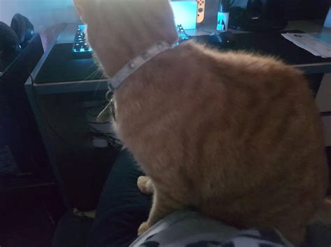 Why Does My Cat Always Want To Sit On My Lap R Cats