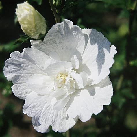 Chuxay Garden 50 Semillas De Hibisco Blanco Syriacus Rosa De Sharon