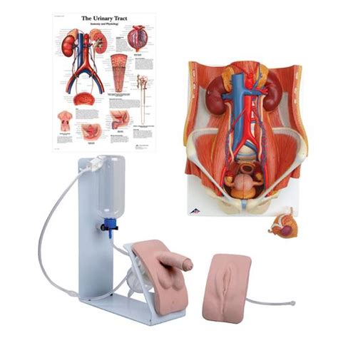 dual sex catheterization basic kit 8000896 3011964
