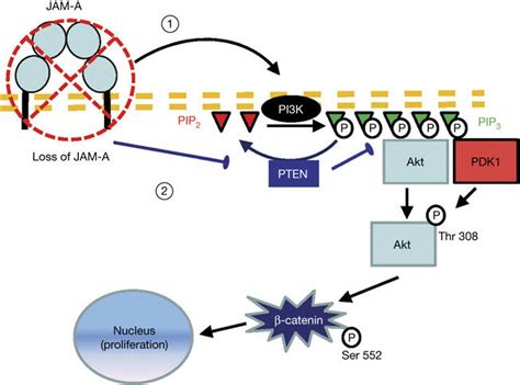 Schematic Representation Of The Proposed Signalling Pathway Loss Of