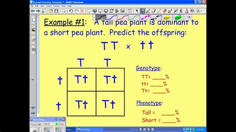How To Set Up A Punnett Square With 4 Traits