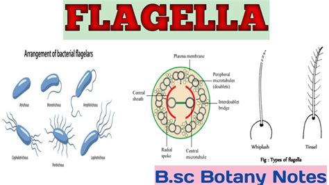 Flagella Types And Structure 9 2 Of Flagella Tinsel And Whiplash