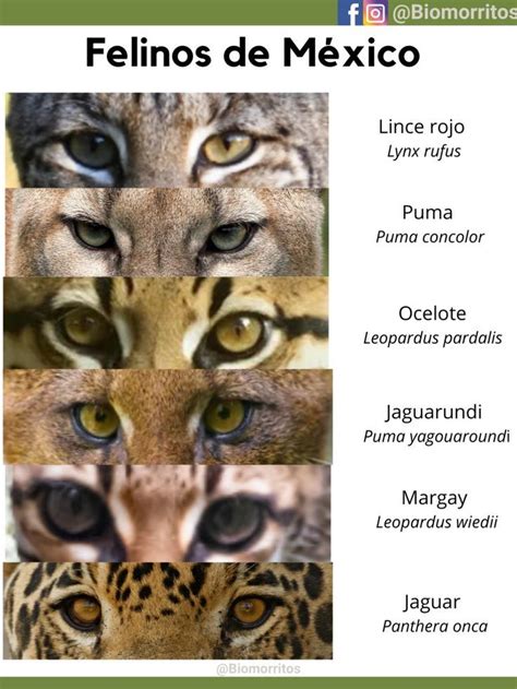 Felinos De México Felinos Lince Rojo Lince