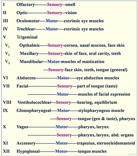 List Of Cranial Nerves Mnemonic
