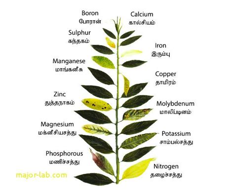 Plant Nutrient Deficiency Chart