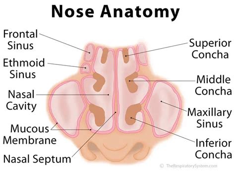 Nose Definition Anatomy Functions Diagram