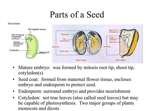 Parts Of The Seed And Its Function