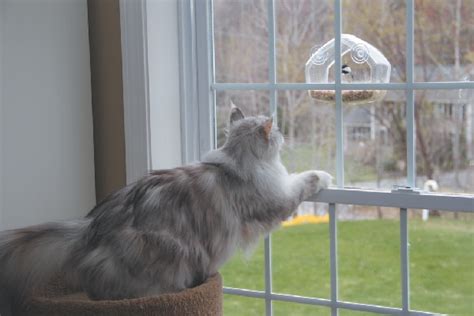How To Catify Your Windows In 5 Steps Catster