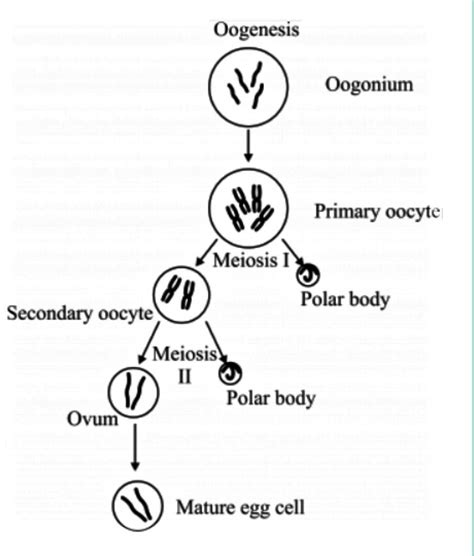 Oogenesis Diagram