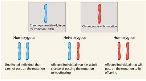 6 9 Recessive Traits Are Expressed When Two Copies Are Present – The