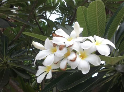 【3ママ日記】カンボジアの白い花 チャンパイ くろまる情報局