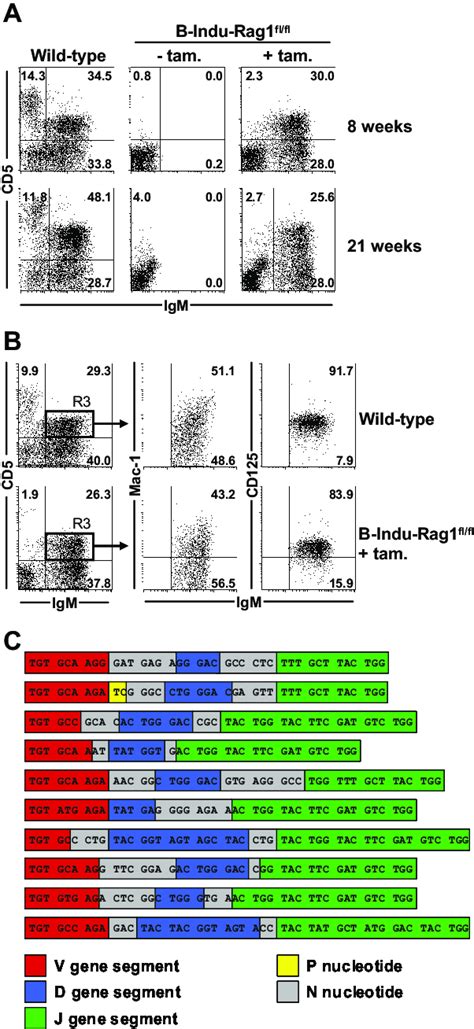Generation Of B 1a Cells From The Adult Bm Of B Indu Rag1 Fl Fl Mice