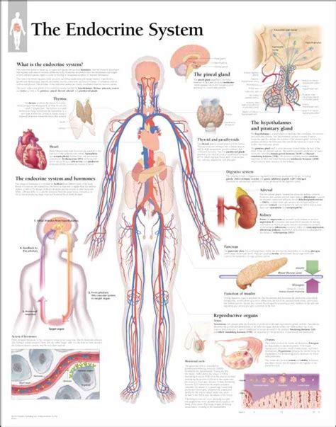 Endocrine System Organs And Their Functions